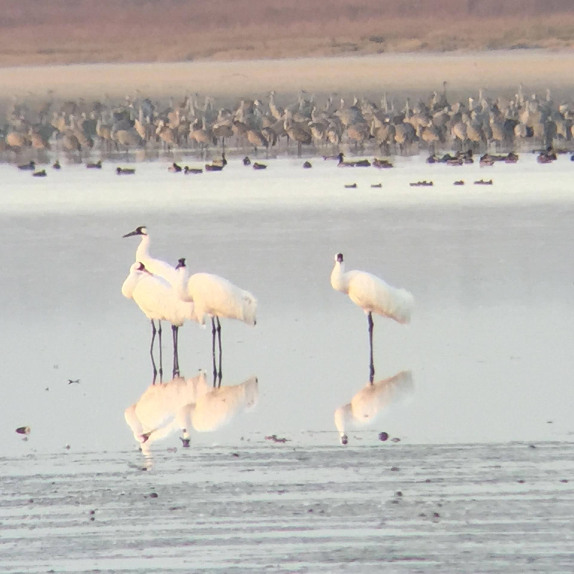 Whooping Cranes are at the Big Salt Marsh! – Kansas Trail Guide