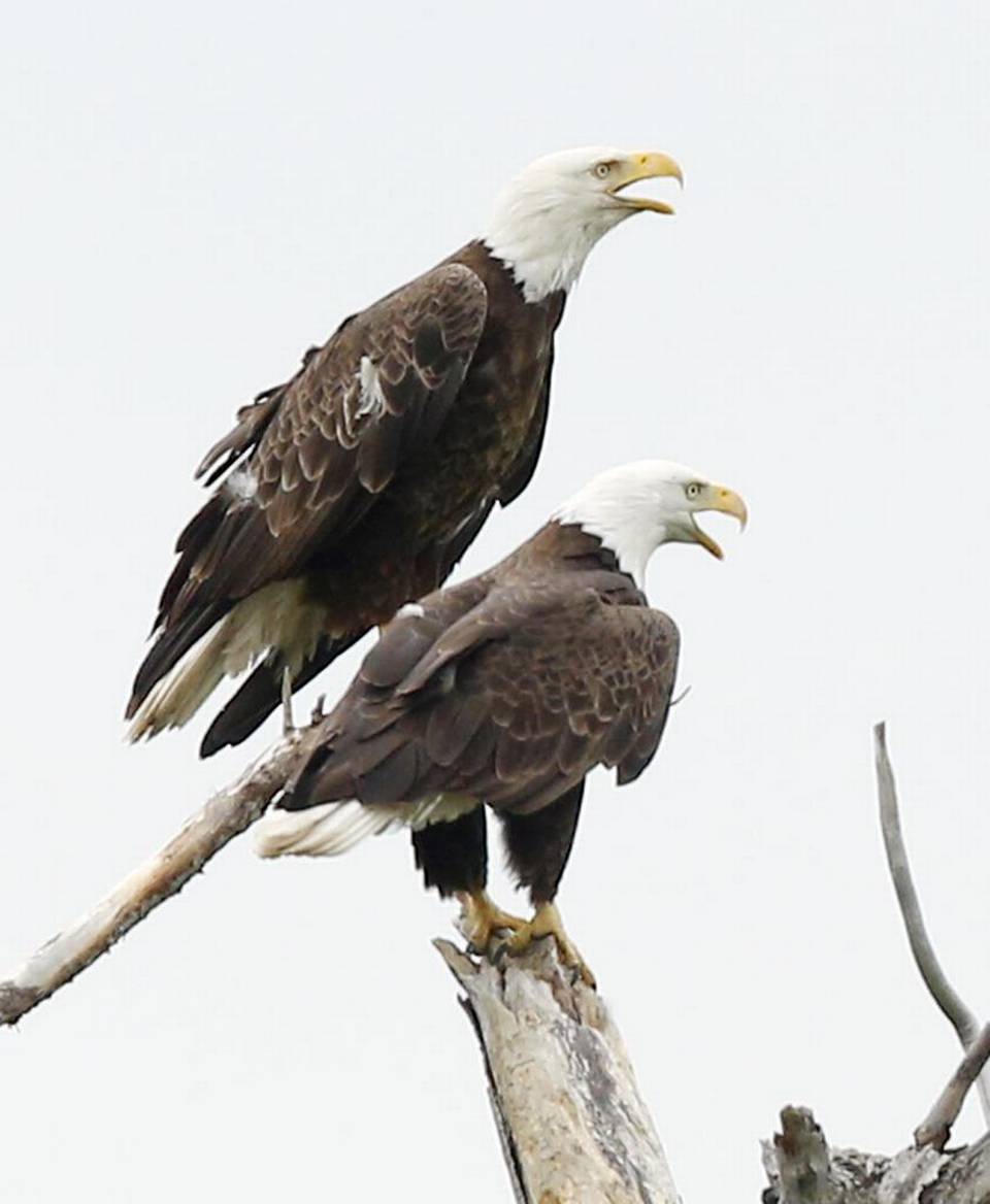 Where to see bald eagles in Kansas – 2019 – Kansas Trail Guide