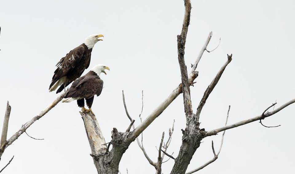 Where to see bald eagles in Kansas – 2019 – Kansas Trail Guide