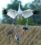 Whooping Crane vs Sandhill Crane: How to tell the difference – Kansas ...